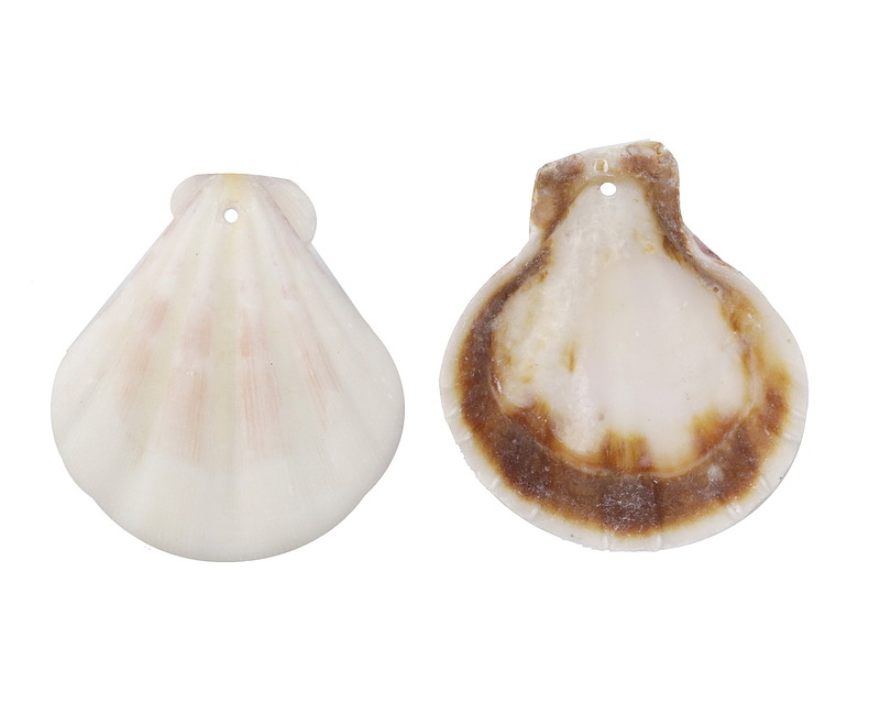 White Pectin Scallop Shell Pendant 30-45x31-45mm